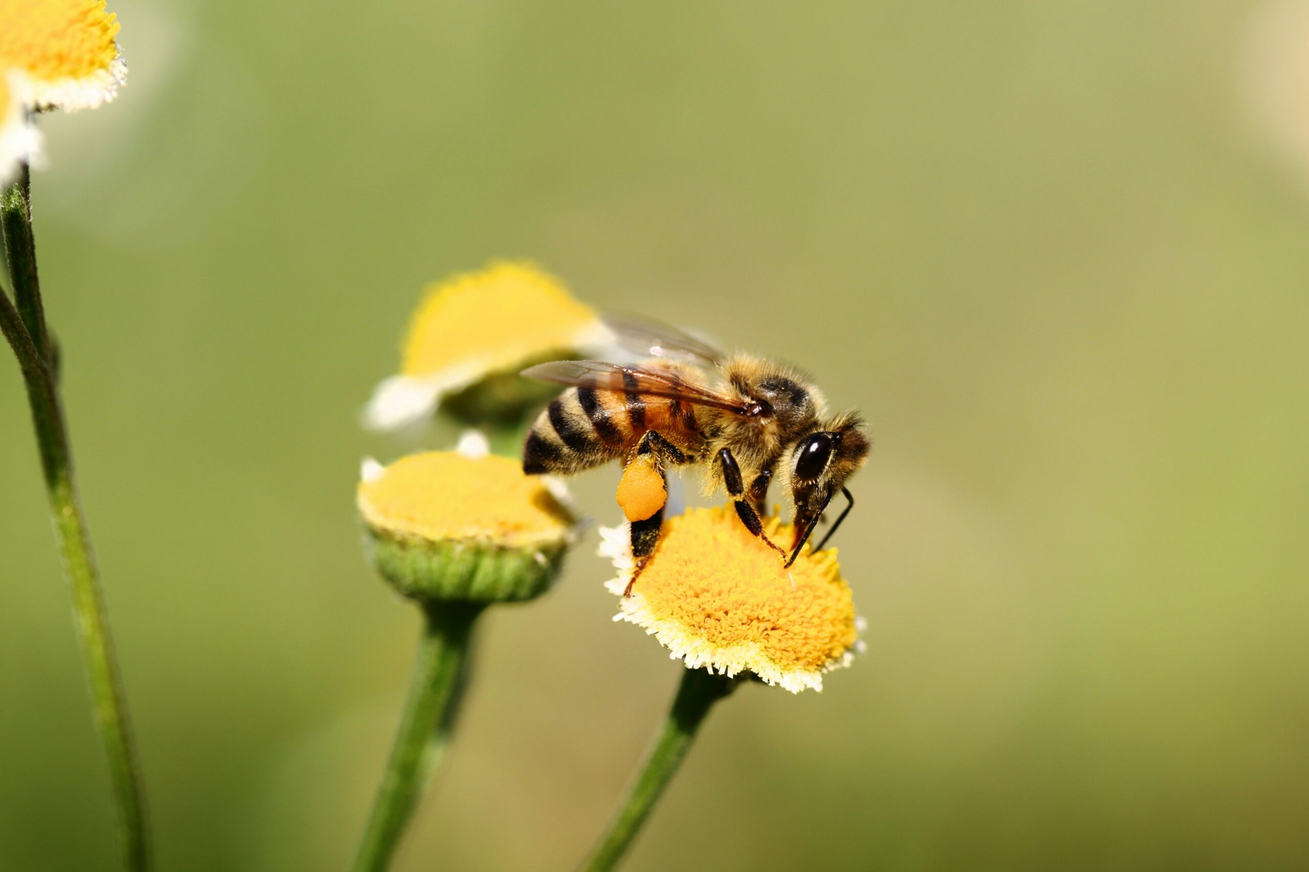 Bug-Free Bliss: Your Guide to a Pest-Free Home! | Professional Home ...